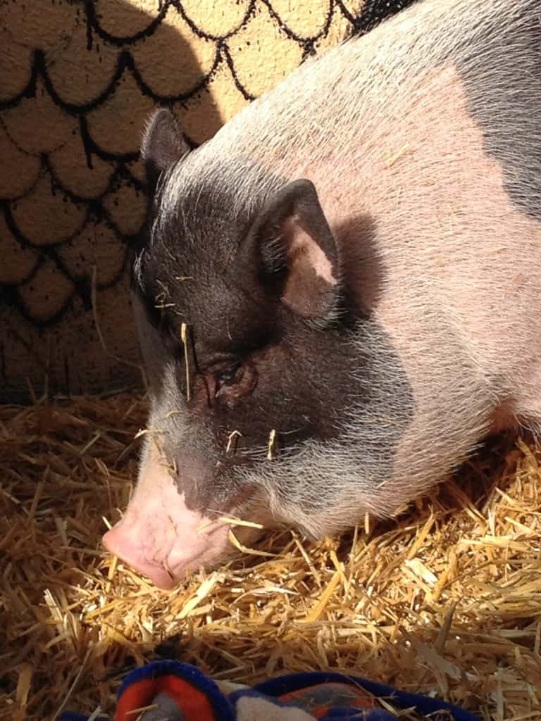 Pig 6 - O Fabuloso Destino de Maria Amélia